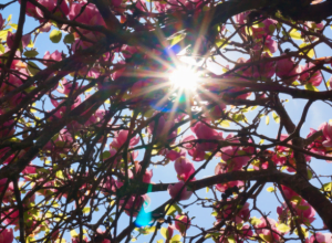 Seasons In India - Different Types Of Seasons In India With Months