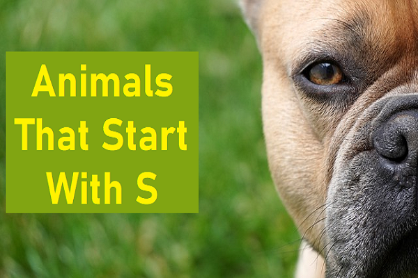 Animals That Start With S The Study Cafe Animals That Start With S The Study Cafe