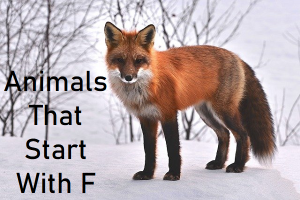 Animals that Start with F - The Study Cafe